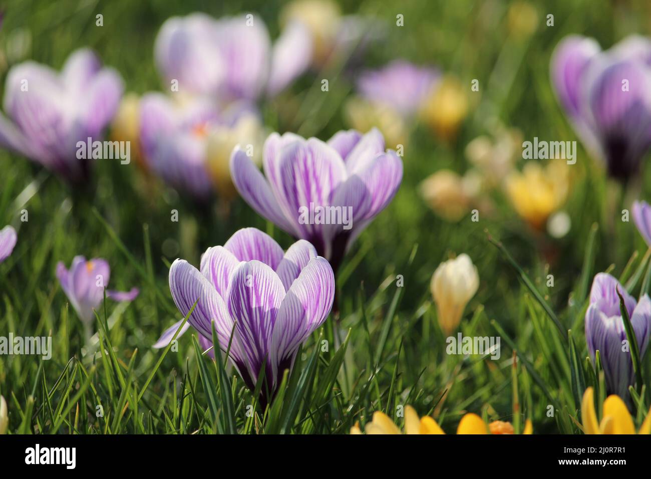 Saffrons ground hi-res stock photography and images - Alamy