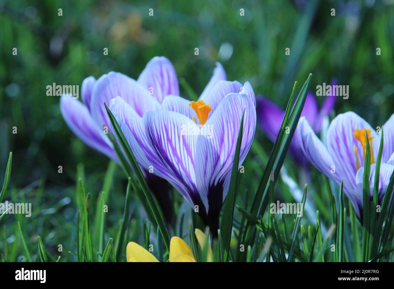 Saffrons ground hi-res stock photography and images - Alamy