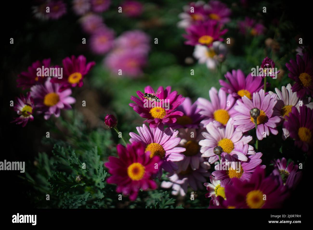 Pink pyrethrums growing in the garden Stock Photo - Alamy