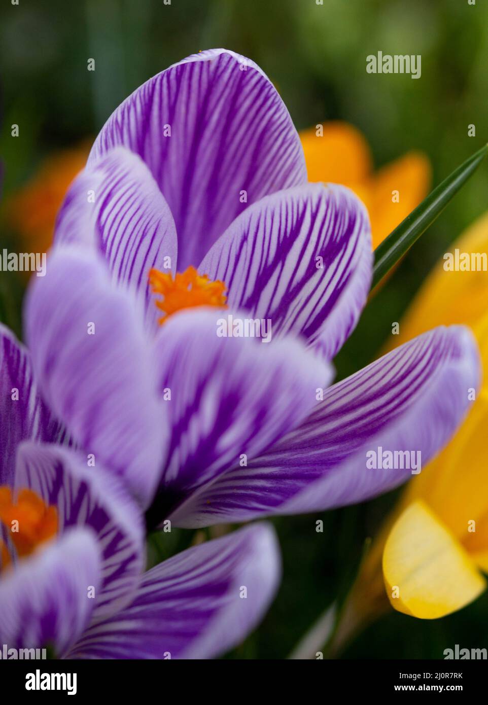 Saffrons ground hi-res stock photography and images - Alamy