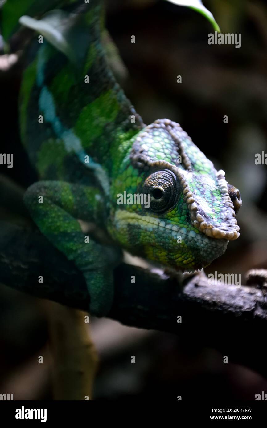 Vertical shot of a chameleon on the branch Stock Photo - Alamy