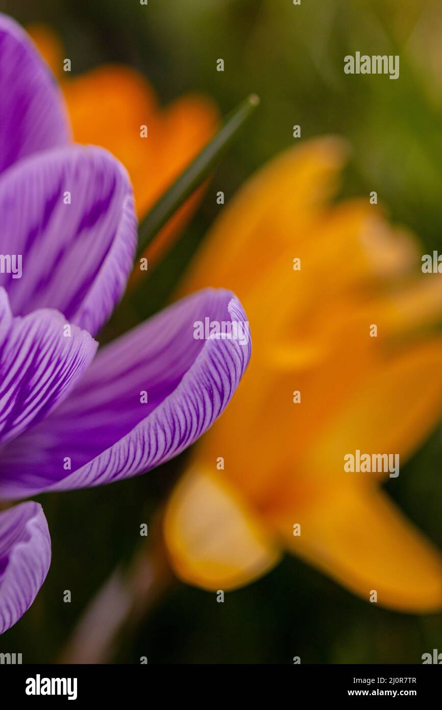 Vertical close-up shot of saffron petals growing in a blurry background ...
