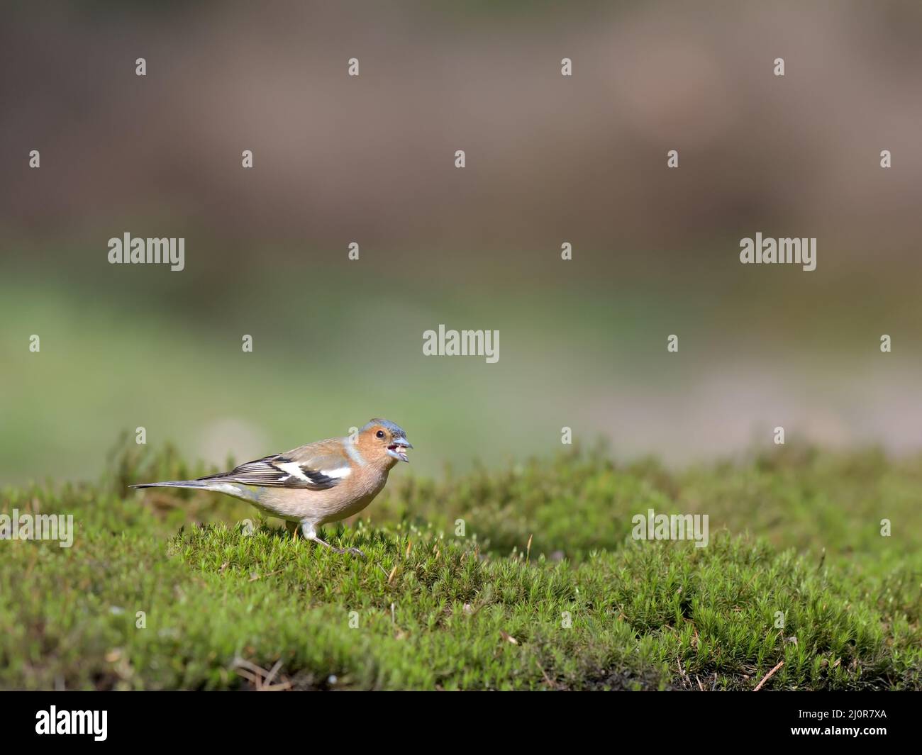 Cute Finch sitting on moss in a blurry background Stock Photo - Alamy