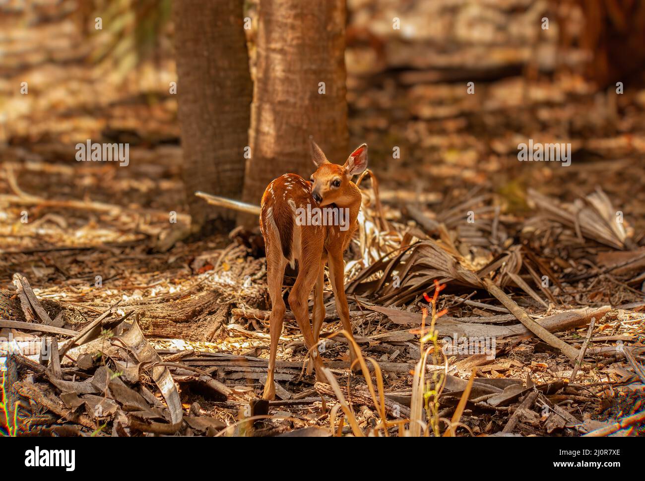 Fawn in the woods at the Myakka river state park in Florida Stock Photo ...