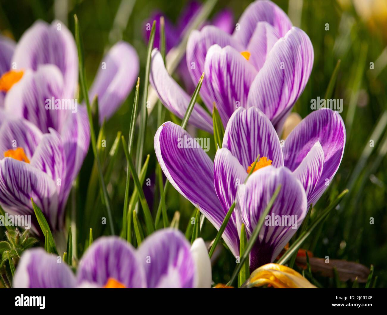 Saffrons ground hi-res stock photography and images - Alamy