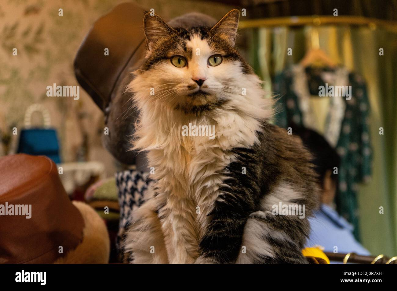 View of a cat in the fashion store Stock Photo - Alamy