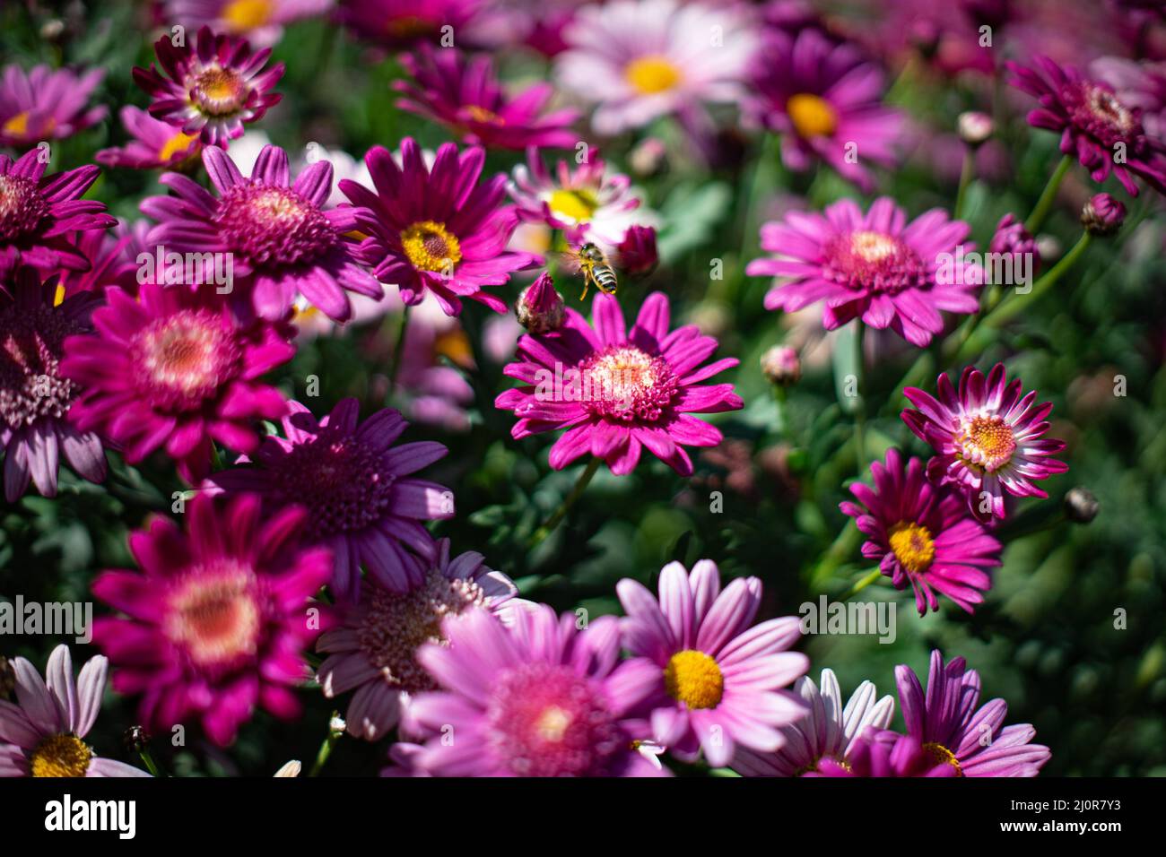 Pink pyrethrums growing in the garden Stock Photo - Alamy