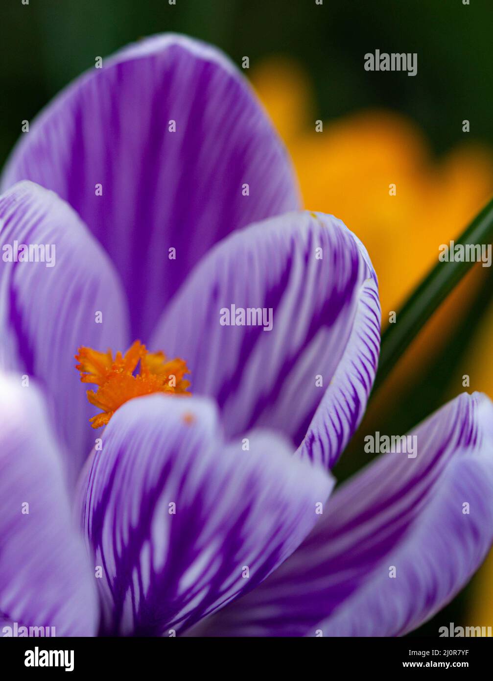 Vertical close-up shot of saffron growing in the field Stock Photo - Alamy