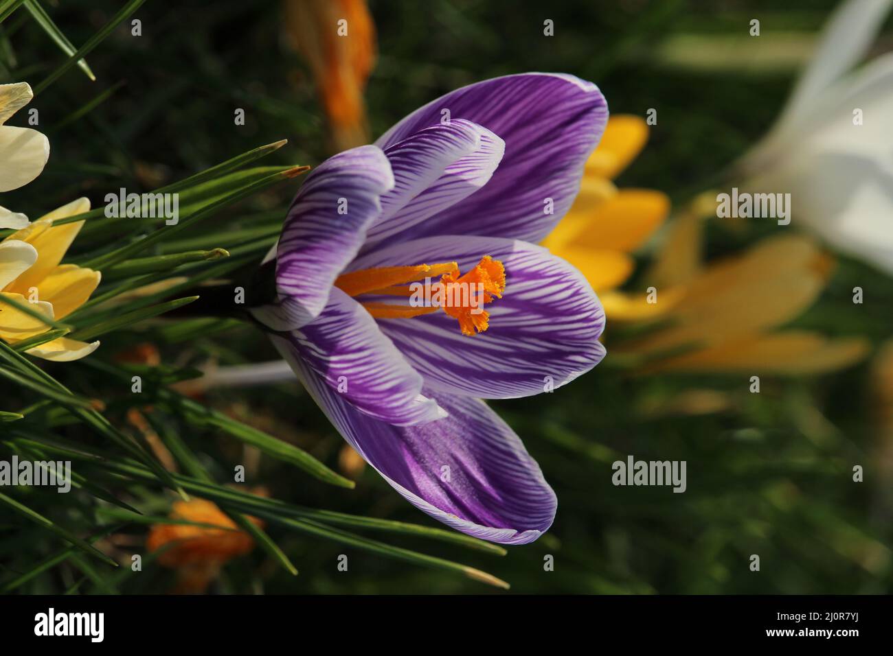 Vertical close-up shot of saffron growing in the field Stock Photo - Alamy