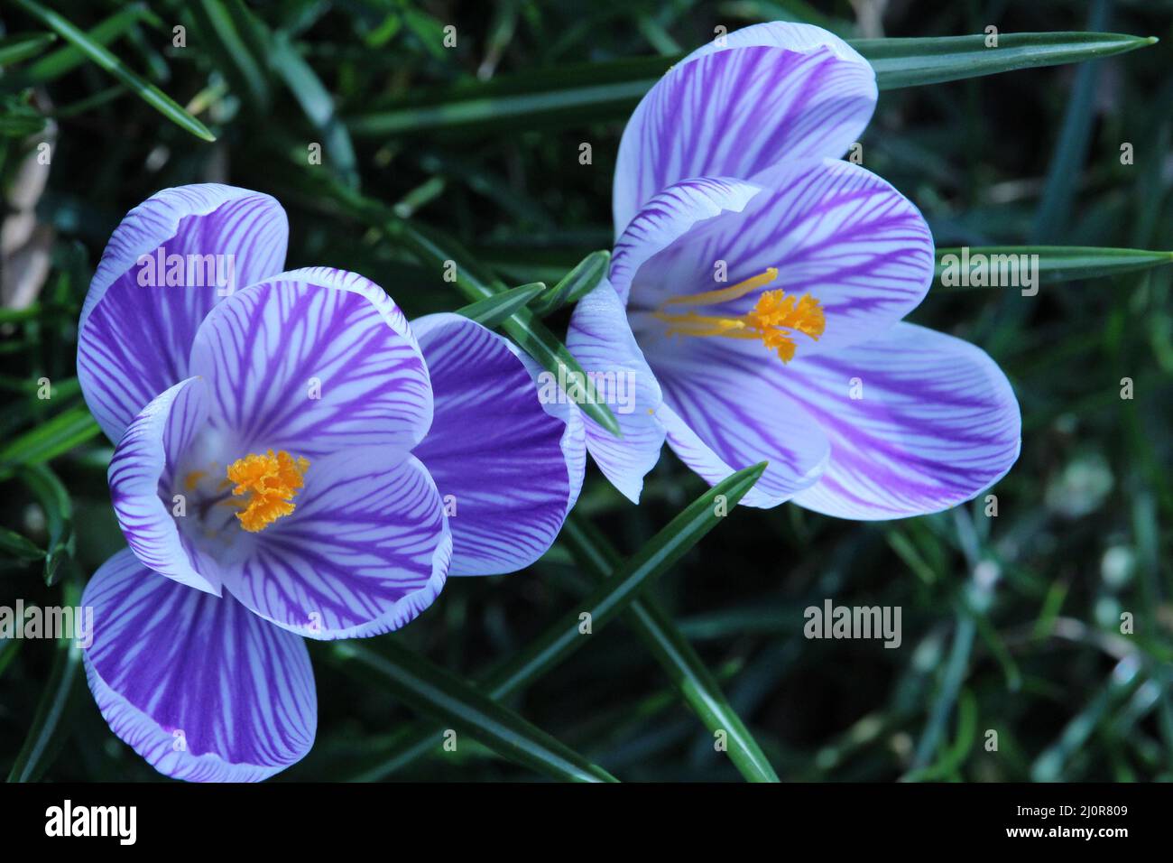 Saffrons ground hi-res stock photography and images - Alamy