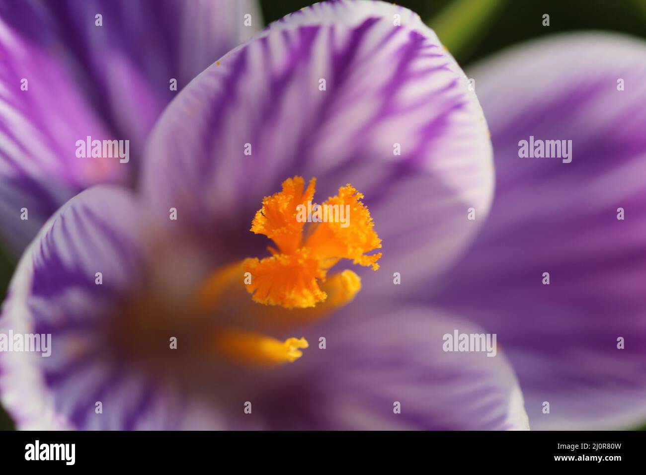 Vertical close-up shot of saffron growing in the field Stock Photo - Alamy