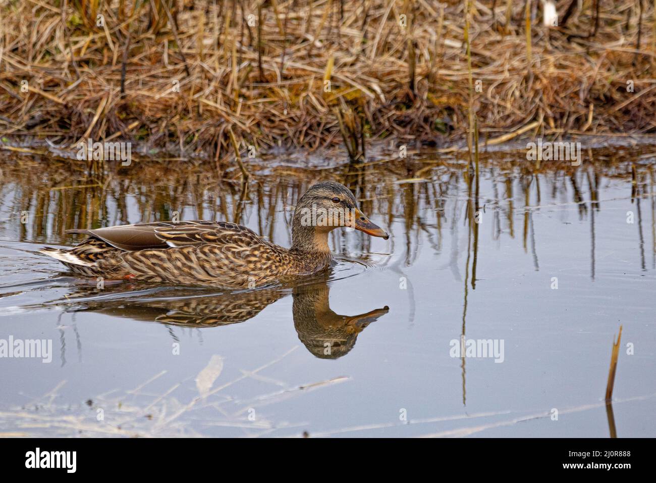 Beautiful view of a female Shoveler duck swimming in the water Stock ...