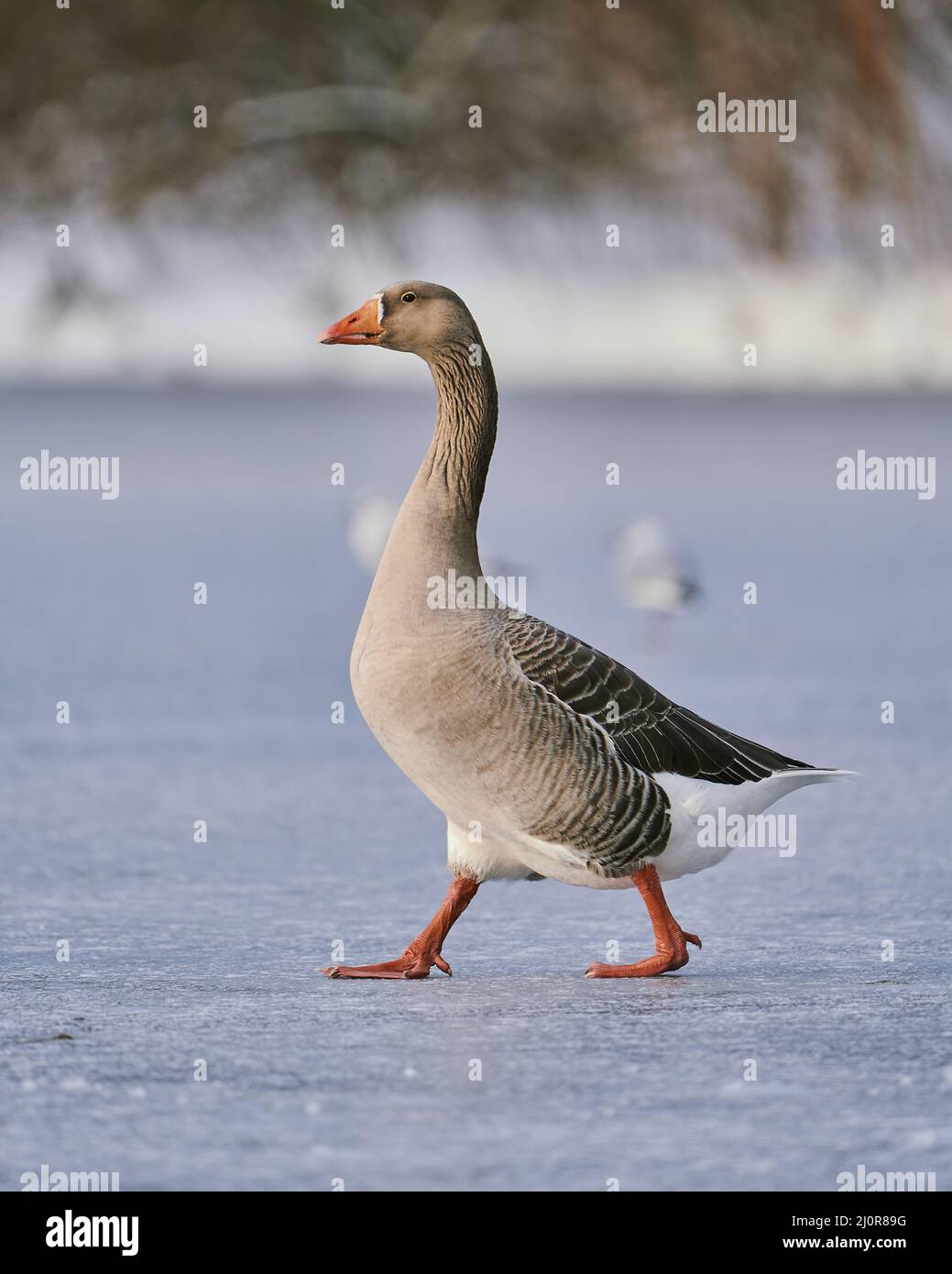 Closeup of goose on a frozen lake Stock Photo - Alamy