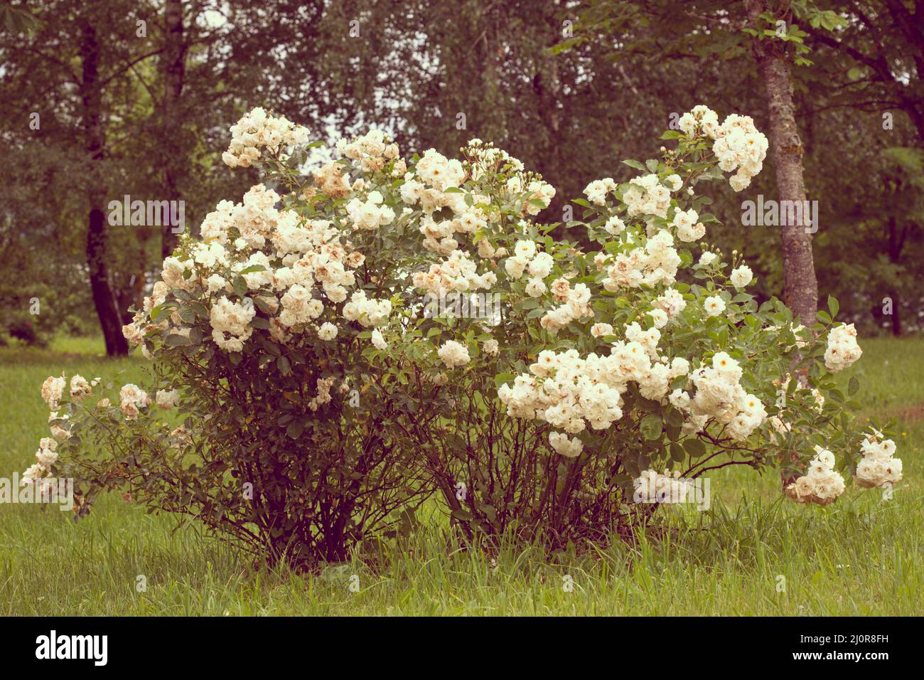 Beautiful white roses bush Stock Photo - Alamy