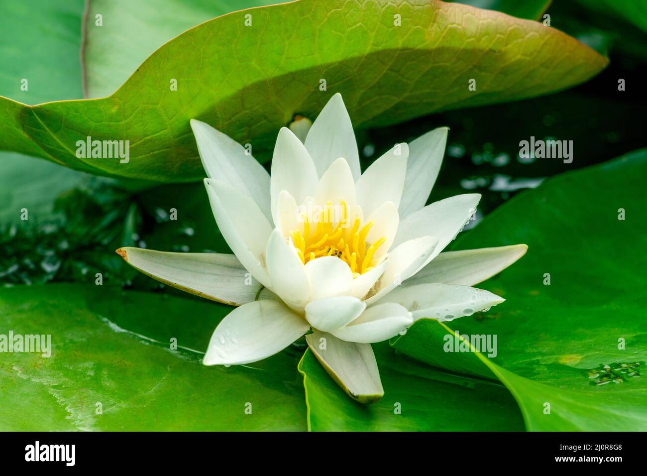 White flowering lily hi-res stock photography and images - Alamy