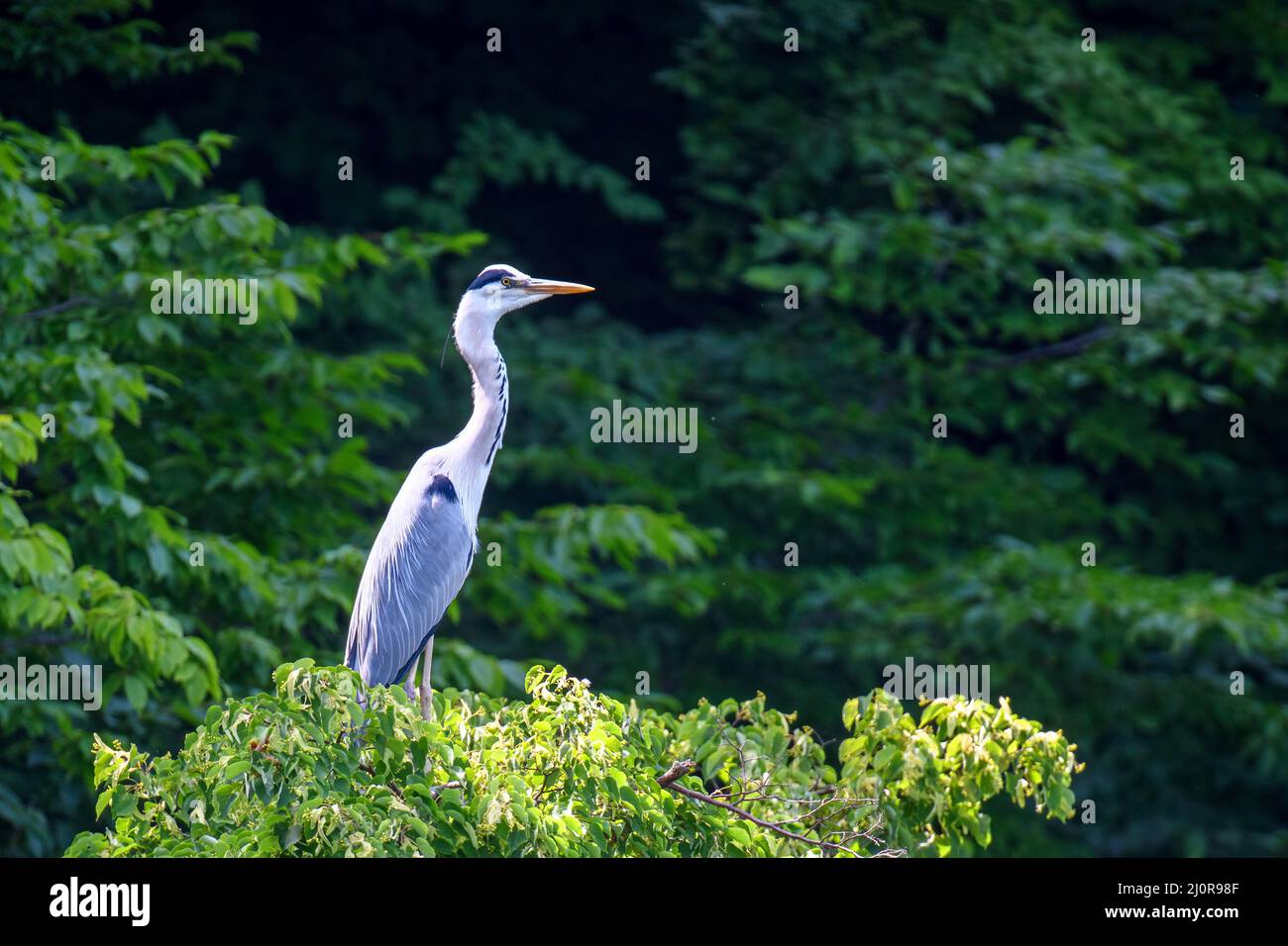 Grey heron on the tree. Wild wading bird with long legs and beak on ...