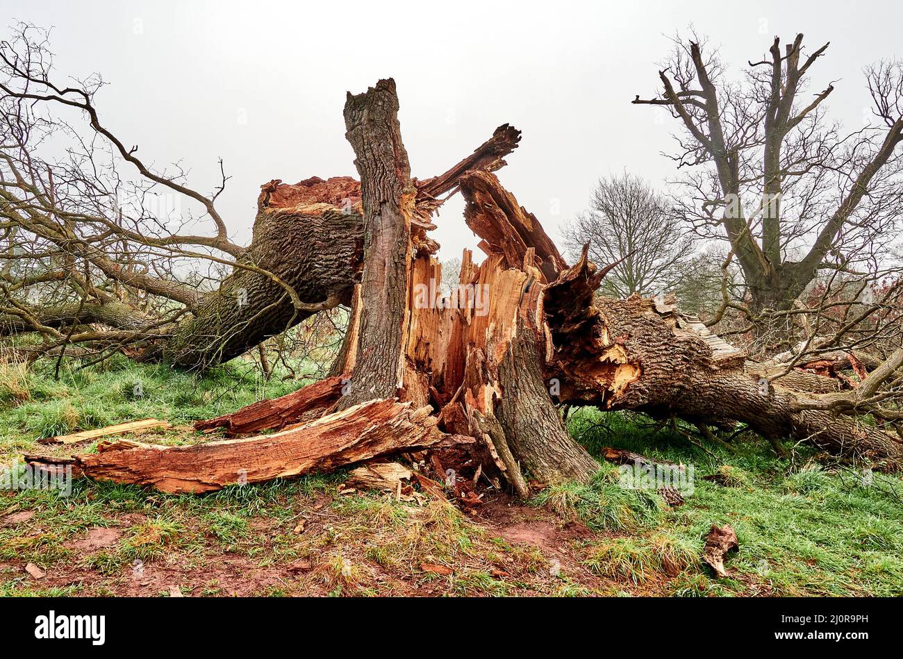 Torn wood hi-res stock photography and images - Alamy