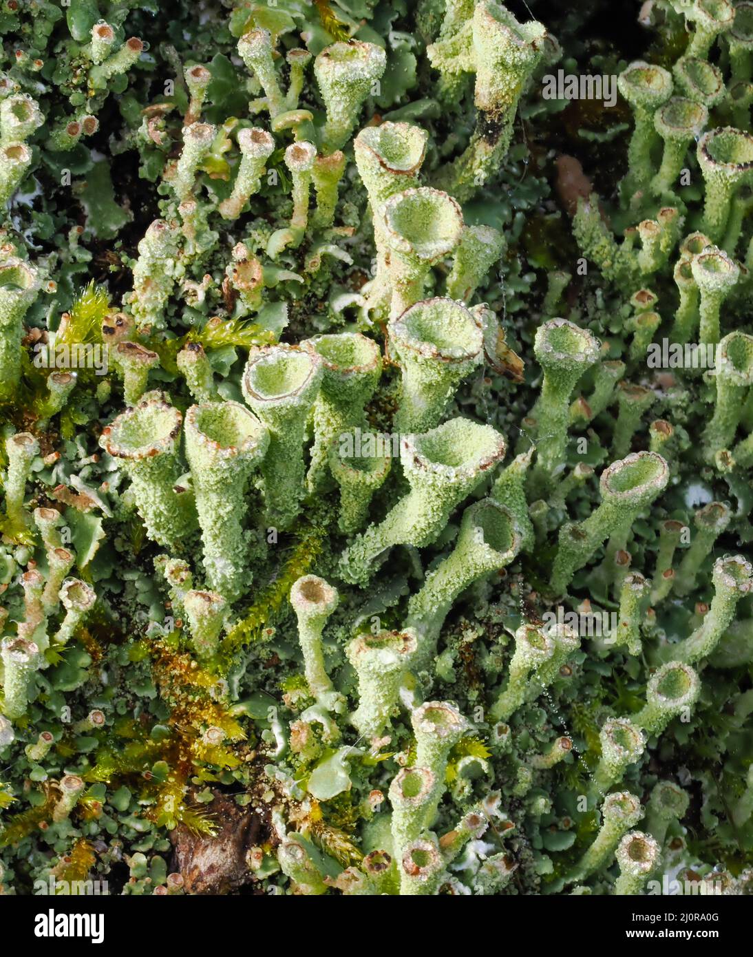 Powdered Trumpet Lichen Cladonia fimbriata growing on a mossy log in ...
