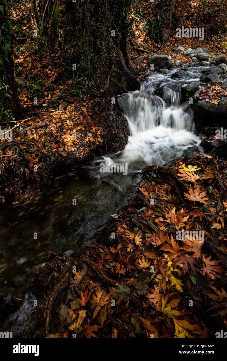 River flowing with maple leaves on the rocks on the riverside in autumn season Stock Photo - Alamy