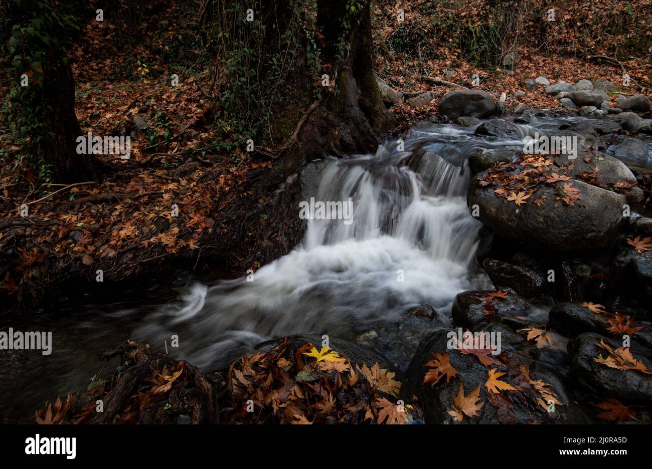 River flowing with maple leaves on the rocks on the riverside in autumn ...