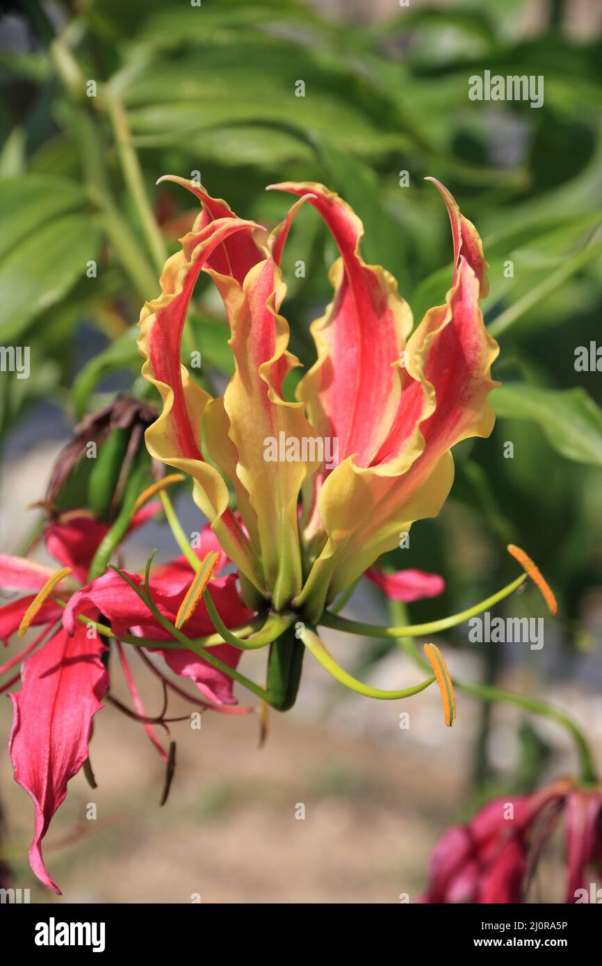 Flame lily hi-res stock photography and images - Alamy