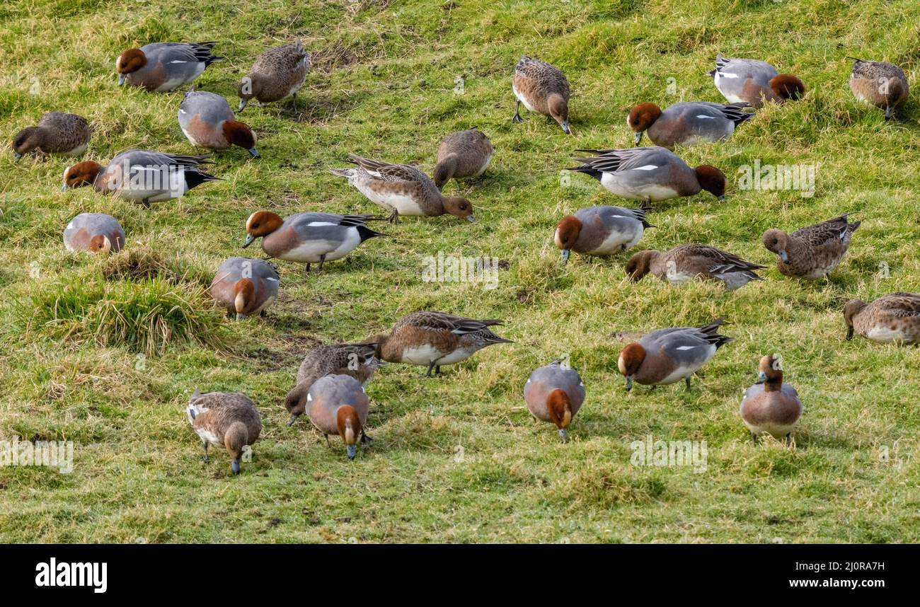 Severn estuary birds hi-res stock photography and images - Alamy