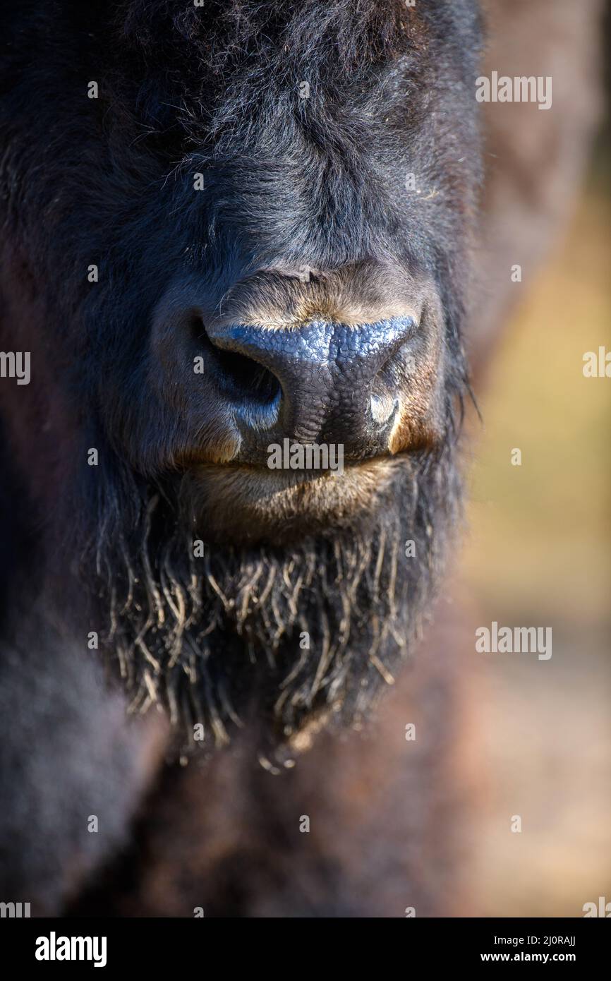 Huge nose male hi-res stock photography and images - Alamy