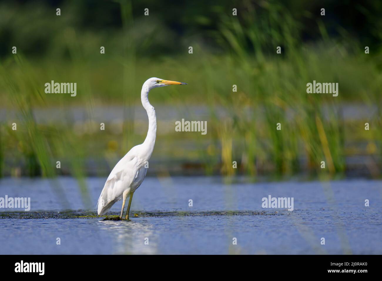 White heron, Great Egret, standing on the lake. Water bird in the ...