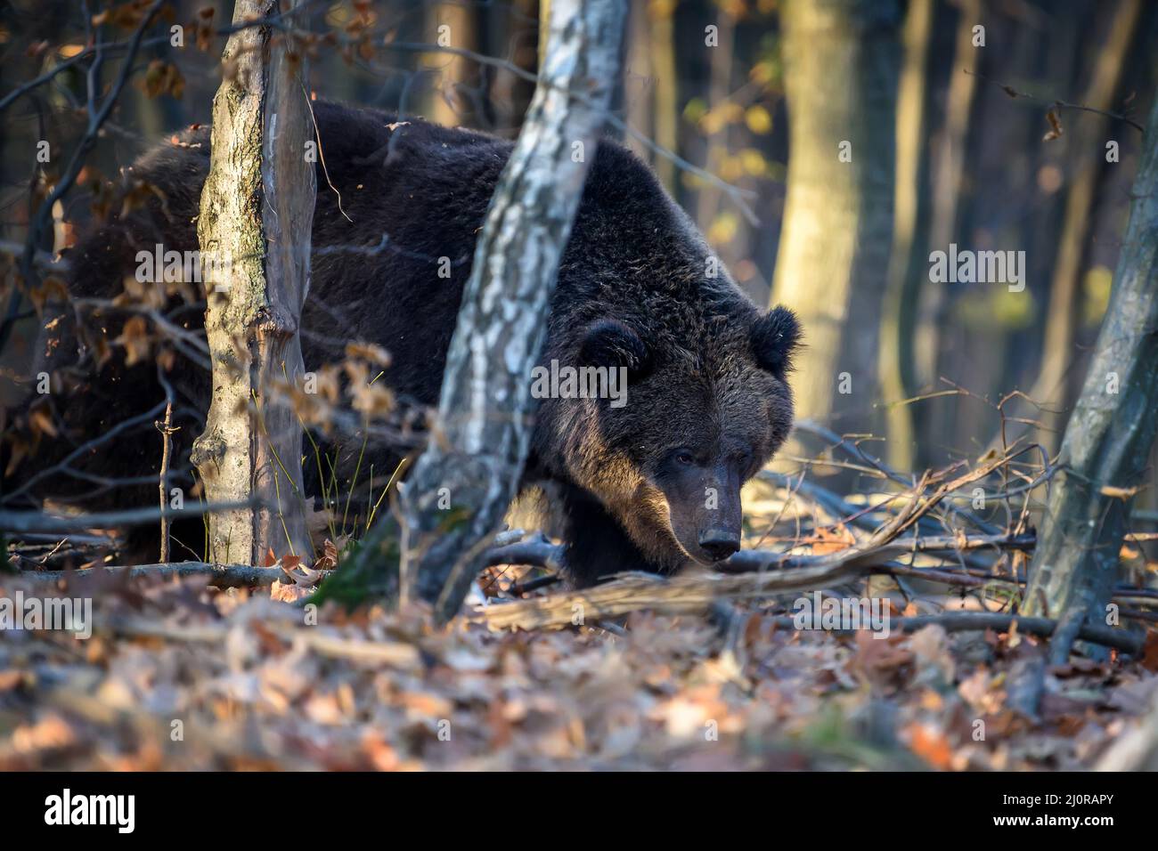Wild Brown Bear (Ursus Arctos) in the forest. Animal in natural habitat. Wildlife scene Stock ...