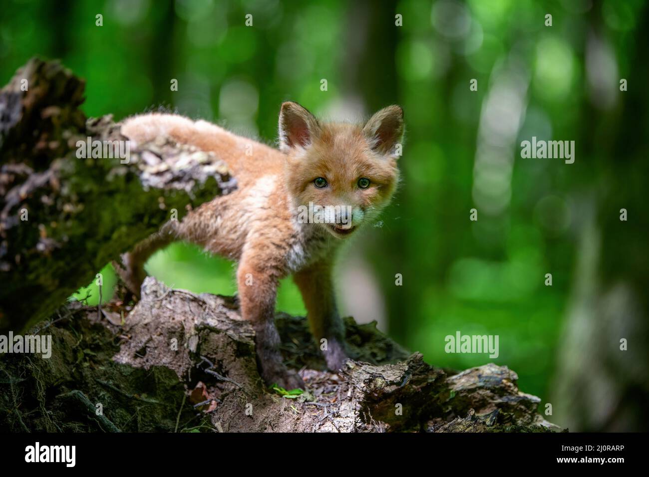 Red fox, vulpes vulpes, small young cub in forest. Cute little wild ...