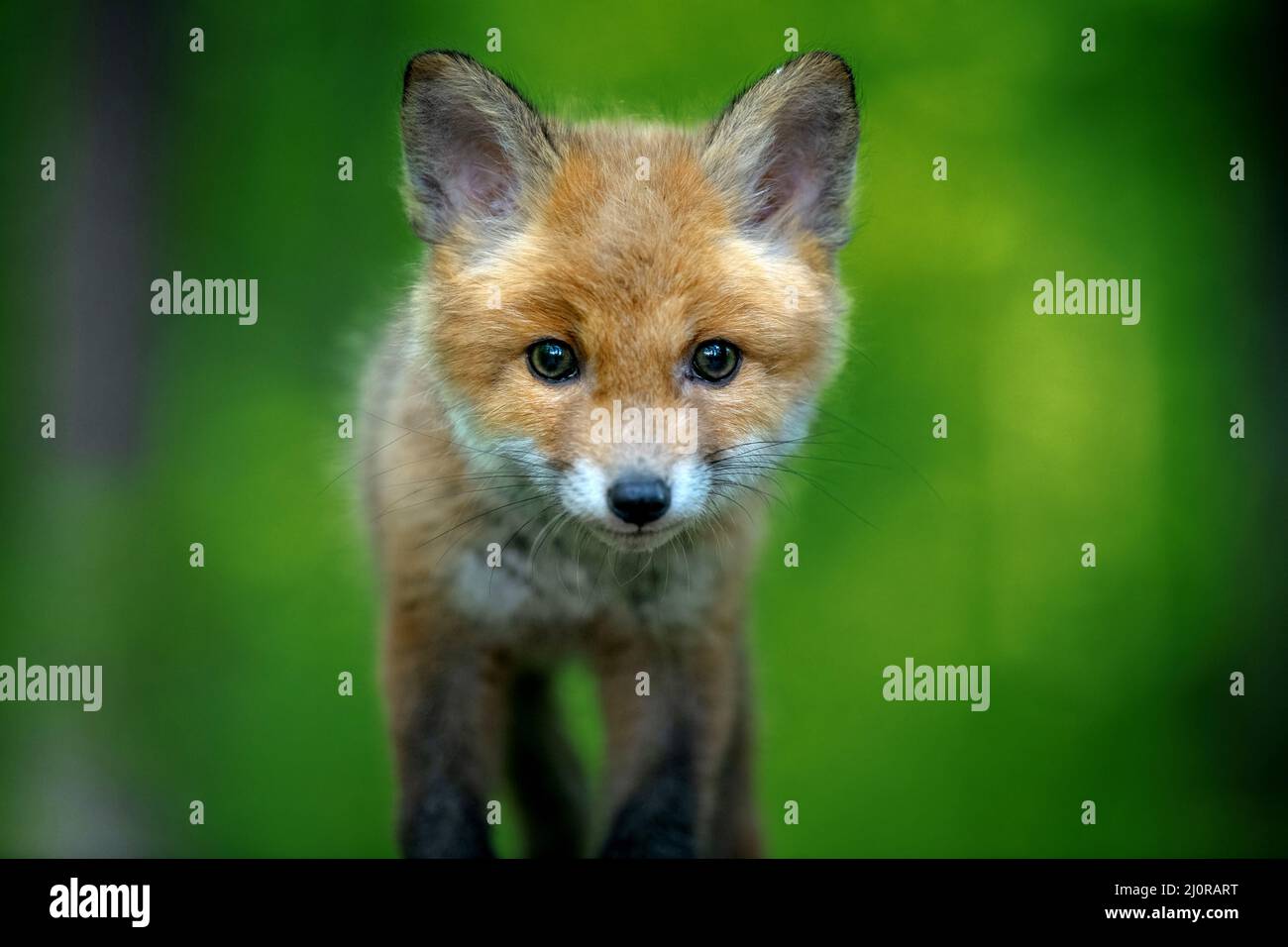Red fox, vulpes vulpes, small young cub in forest. Cute little wild ...