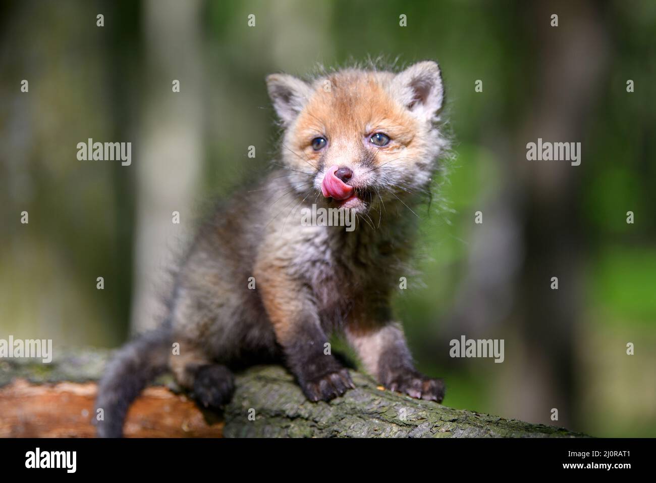 Red fox, vulpes vulpes, small young cub in forest. Cute little wild ...