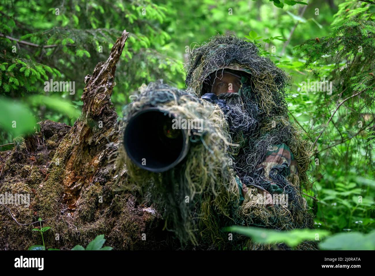 Wildlife photographer in the summer ghillie camouflage suit working in ...
