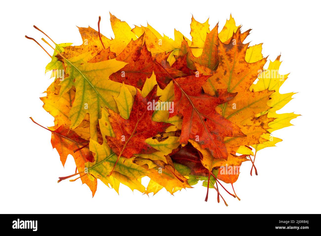 Autumn leaves forest floor Cut Out Stock Images & Pictures - Alamy
