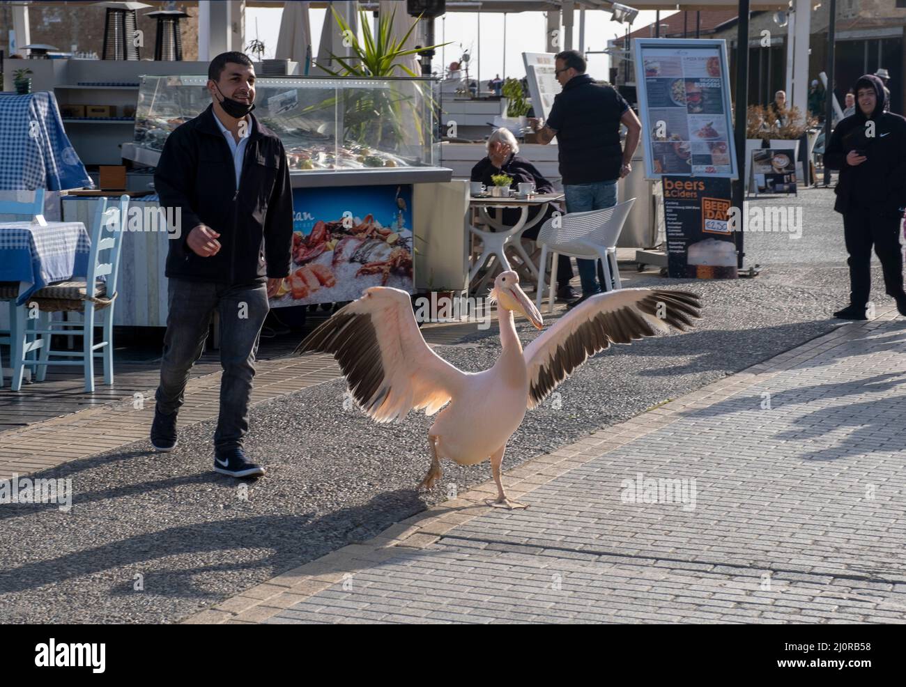 A Pelican greets guests arriving the Pelican restaurant in Paphos ...