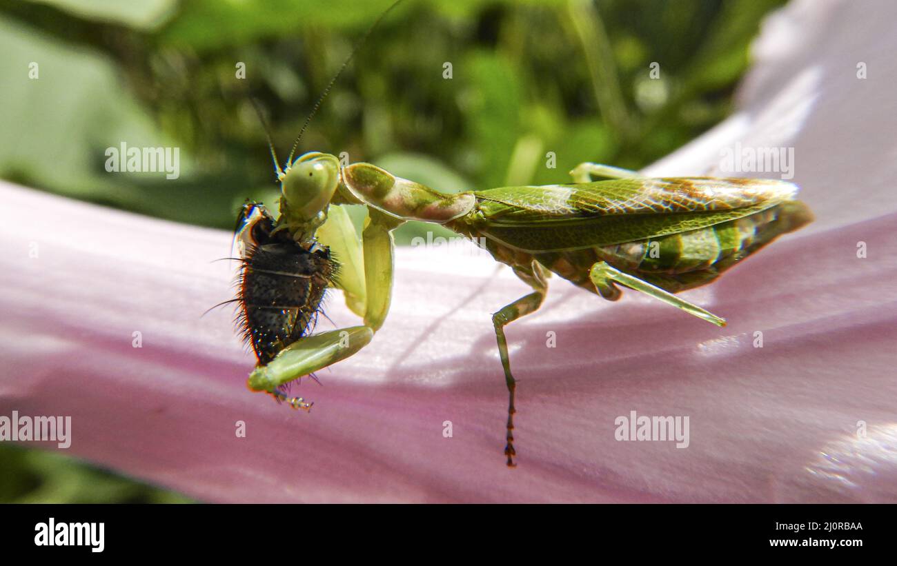Selective focus shot of a European mantis on a leaf Stock Photo - Alamy