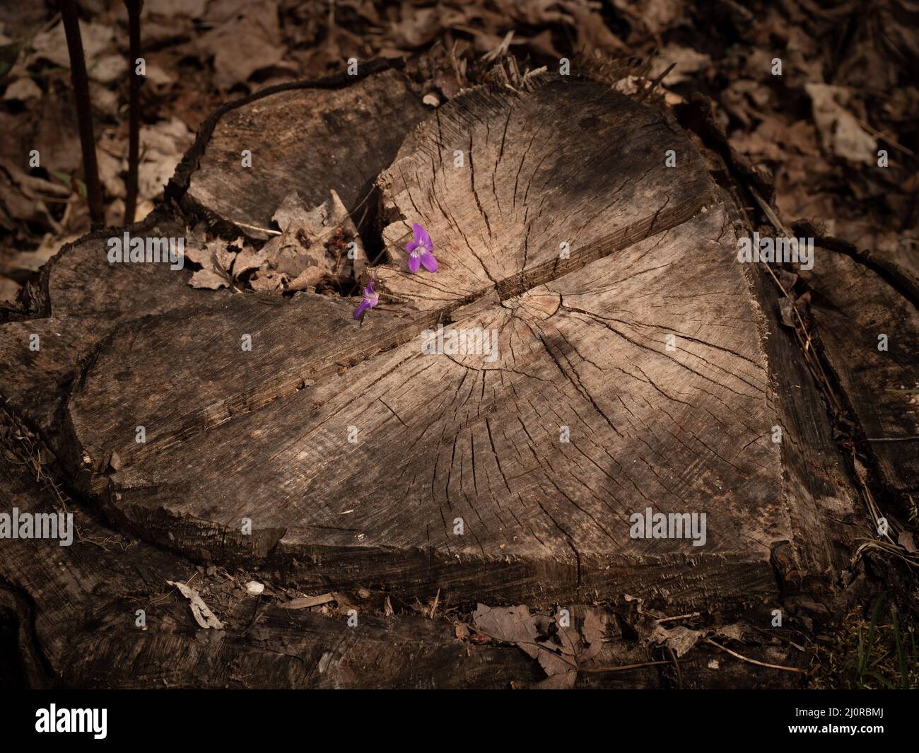Heart-shaped trunk of a cut tree Stock Photo - Alamy