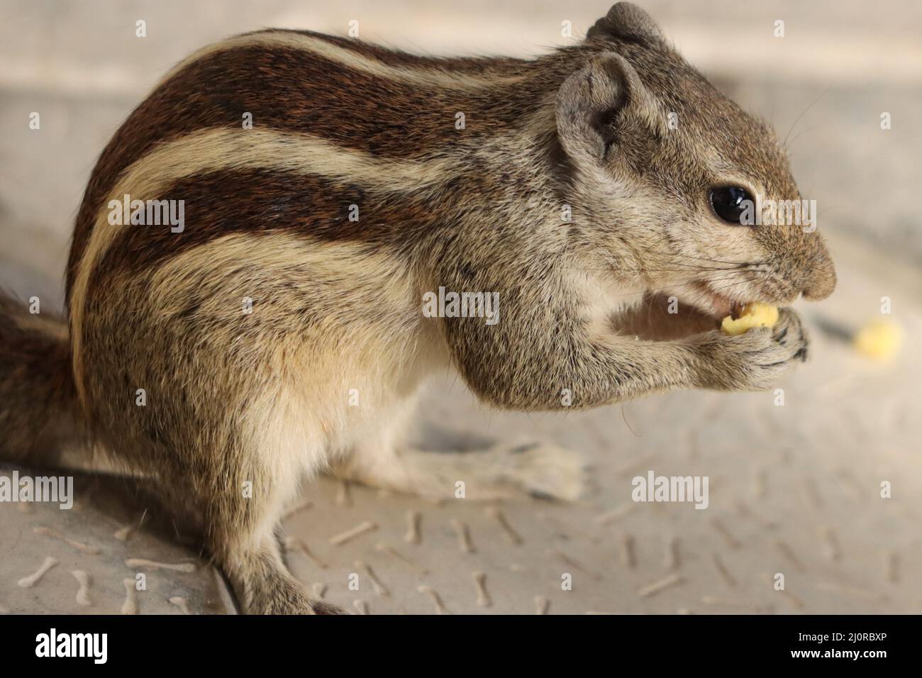 Closeup of a cute Siberian chipmunk (Eutamias sibiricus) gnawing a corn ...
