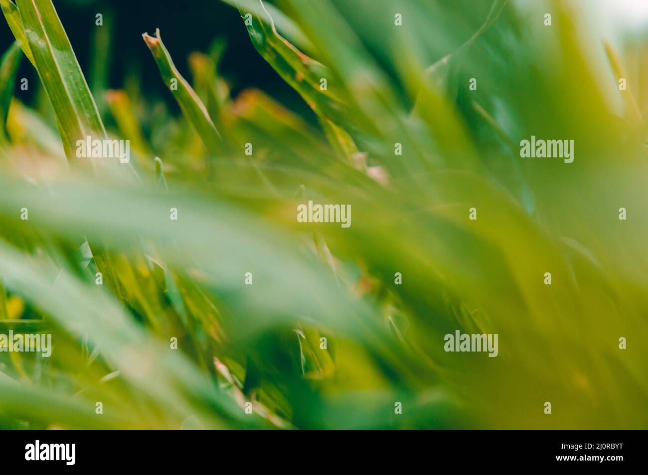 vegetable blurred abstract background outdoors with copy space Stock ...