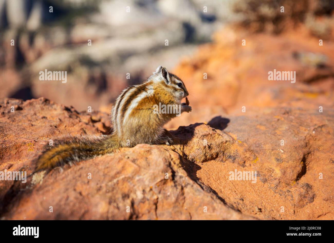 Utah chipmunk hi-res stock photography and images - Alamy