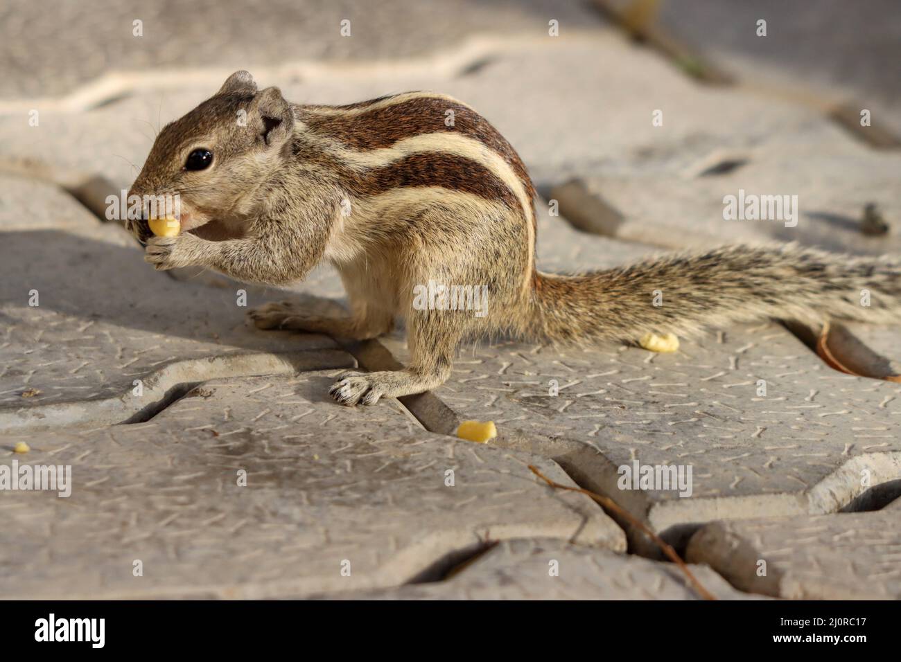 Closeup of a cute Siberian chipmunk (Eutamias sibiricus) gnawing a corn ...