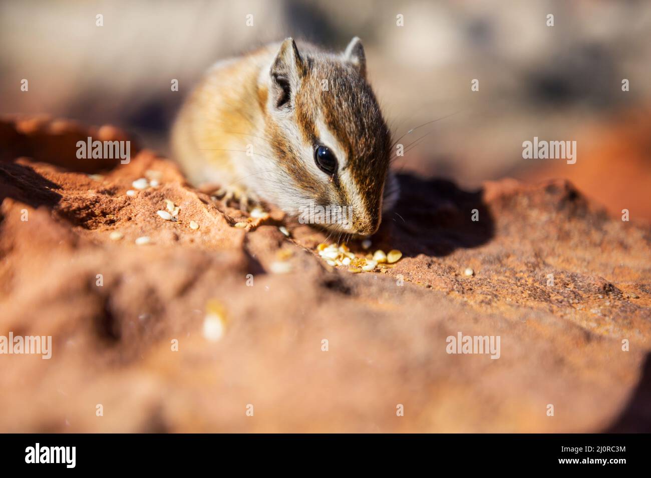 Utah chipmunk hi-res stock photography and images - Alamy