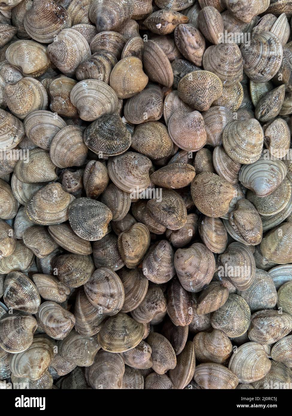 Vertical closeup shot of the various clams and shells Stock Photo - Alamy