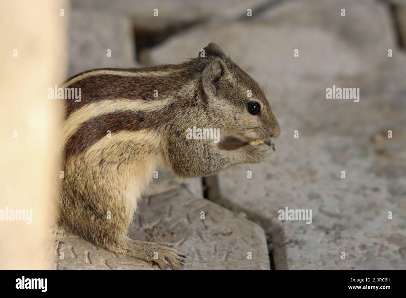 Closeup of a cute Siberian chipmunk (Eutamias sibiricus) gnawing a corn ...