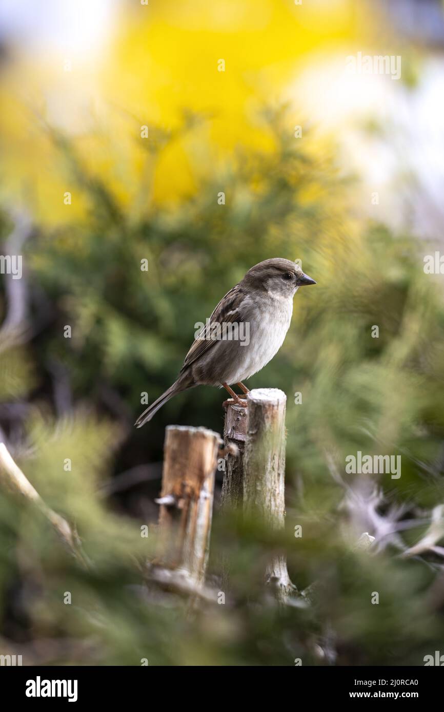 Sparrow up close hi-res stock photography and images - Alamy