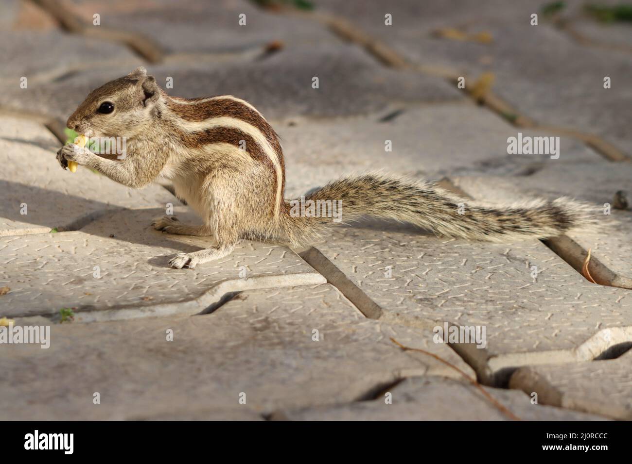Closeup of a cute Siberian chipmunk (Eutamias sibiricus) gnawing a corn ...