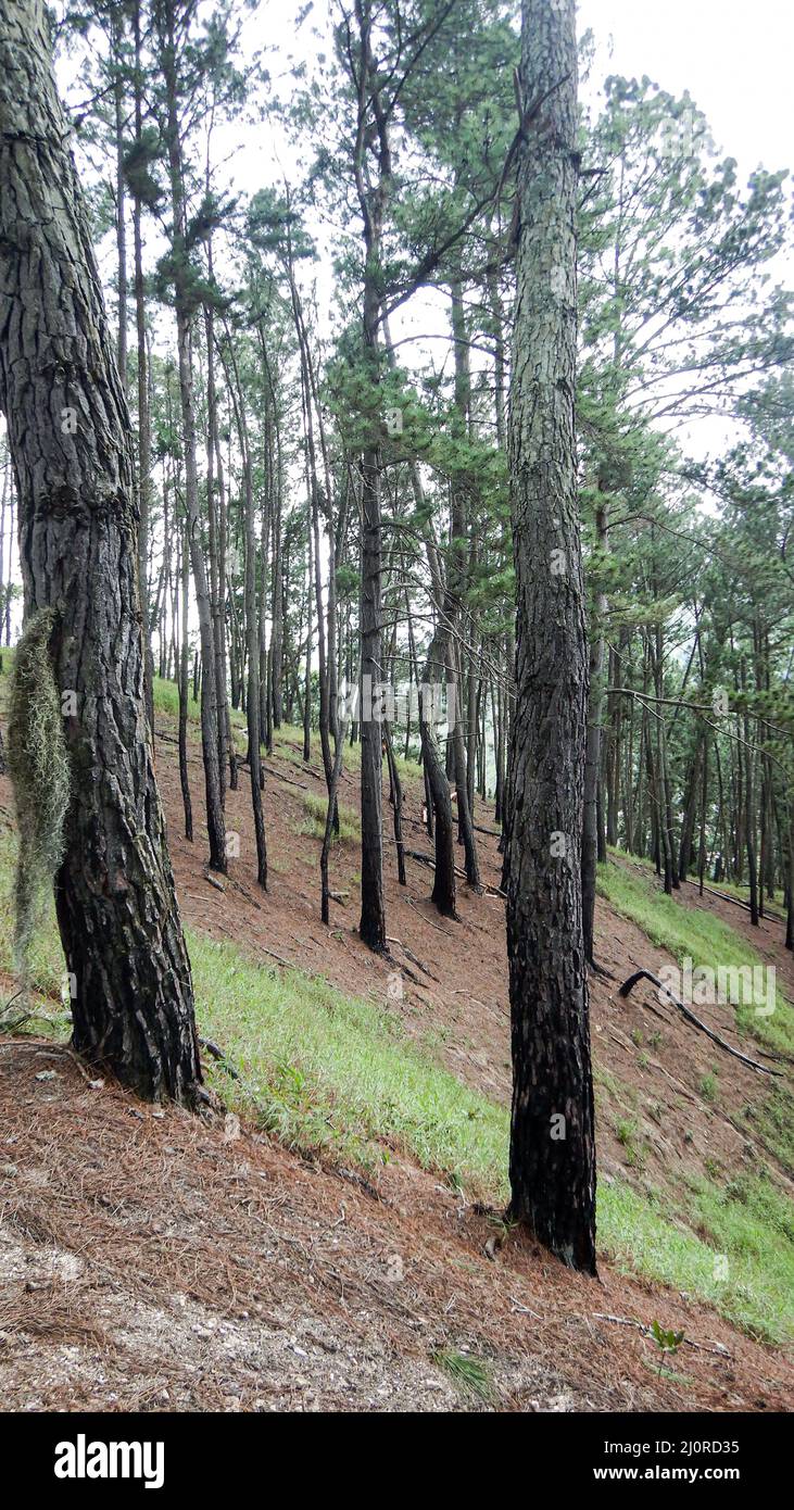Vertical landscape grass pathway hi-res stock photography and images ...