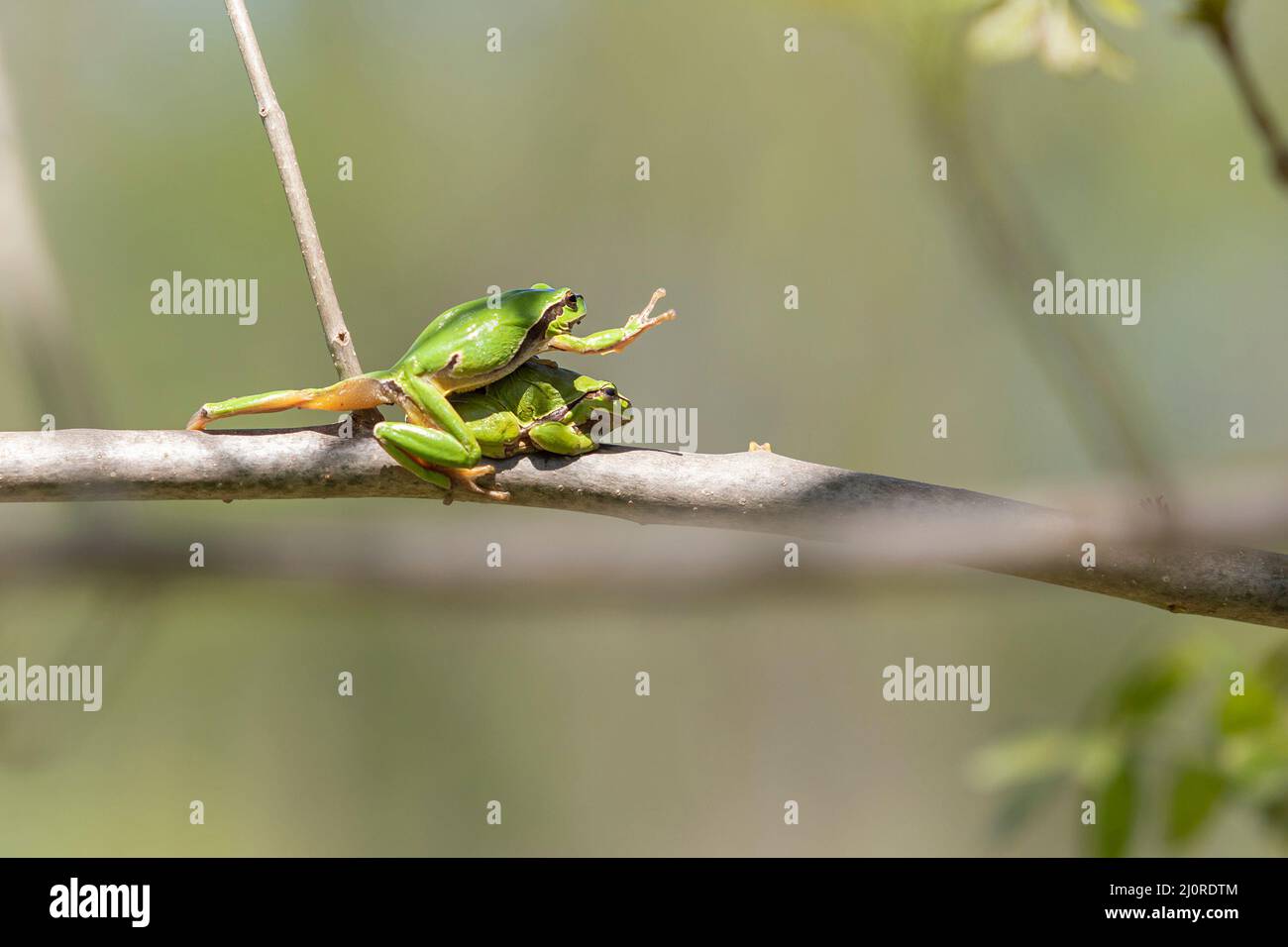 Green tree frog - Hyla arborea climbs a tree twig. He climbs the second ...