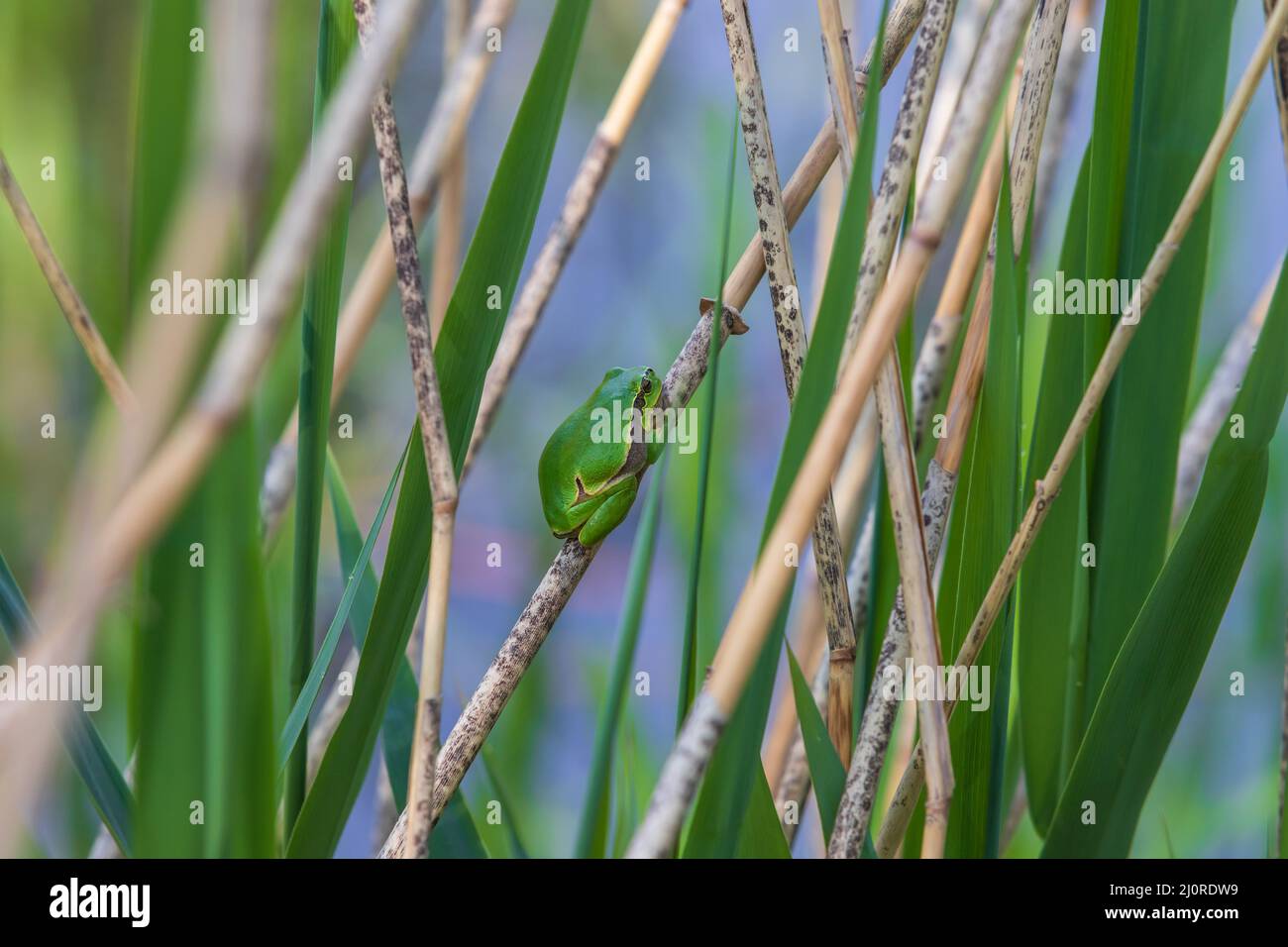 Green tree frog - Hyla arborea in its natural habitat Stock Photo - Alamy