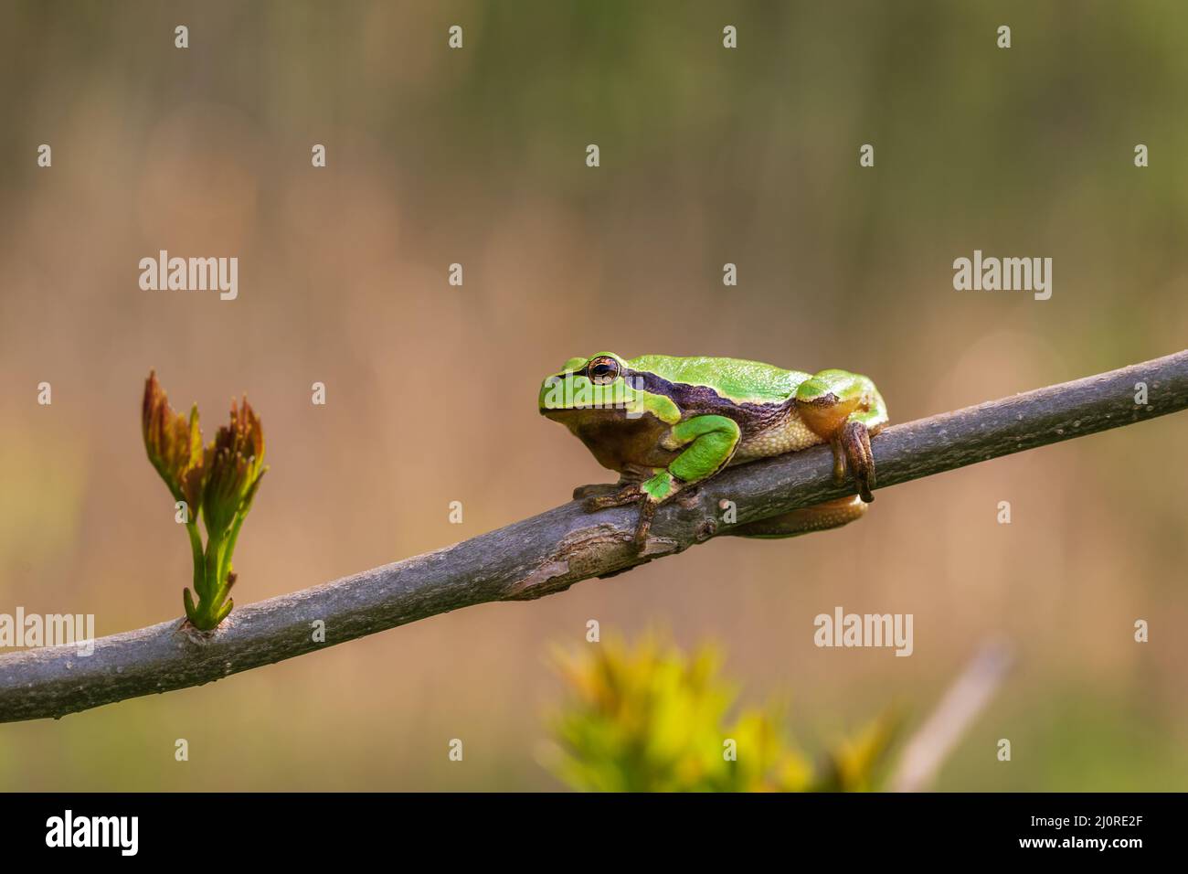 Green tree frog - Hyla arborea in its natural habitat Stock Photo - Alamy
